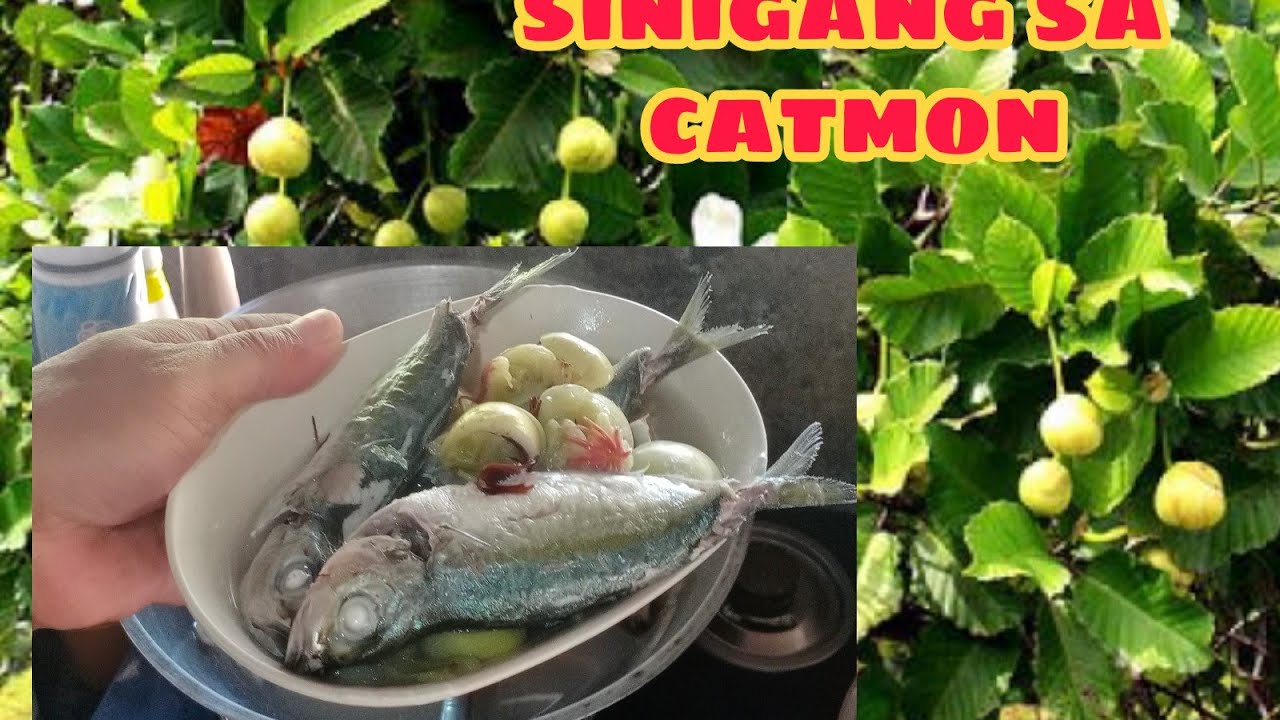 sinigang sa Bunga Ng Catmon /watch&learn - YouTube