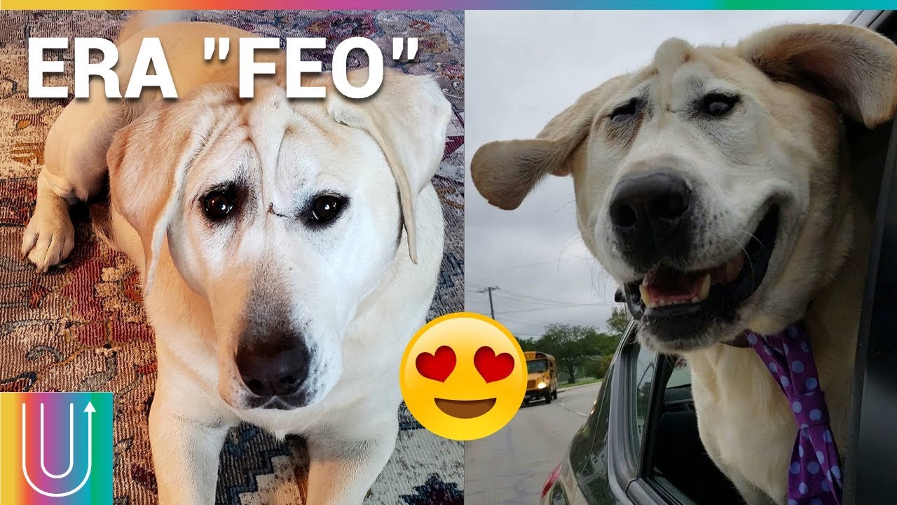 Nadie quería adoptar a este perrito por "feo" - YouTube