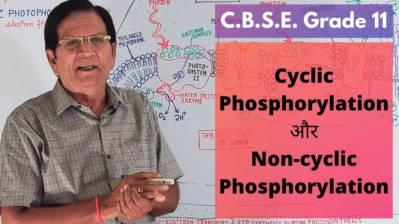 Cyclic & Non-cyclic Phosphorylation || Grade 11 Biology - YouTube
