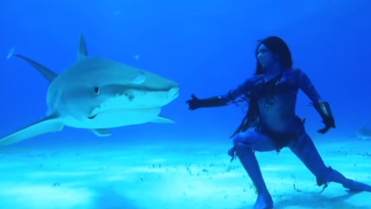 Woman dressed as mermaid dances with 20 huge sharks - YouTube