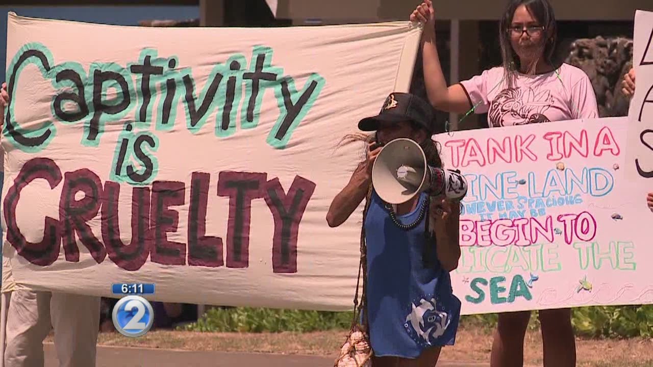 Ocean activists hold protest outside Sea Life Park - YouTube