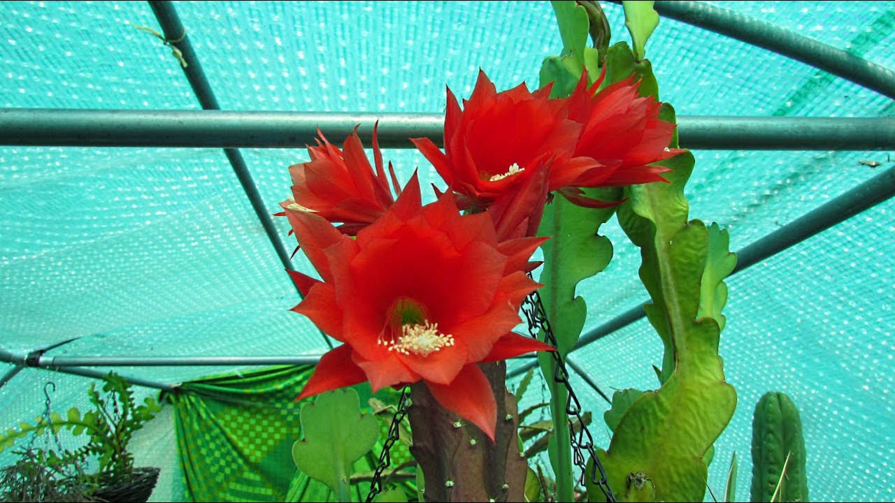 My Epiphytic Rainforest Cacti in Bloom & Bud Update - YouTube