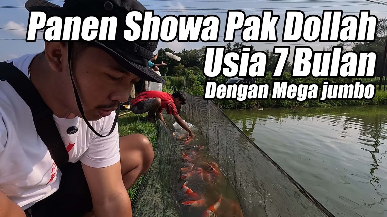 Panen Showa Pak Dollah Yang Akan Di Azukari Nanti Bulan Desember - YouTube