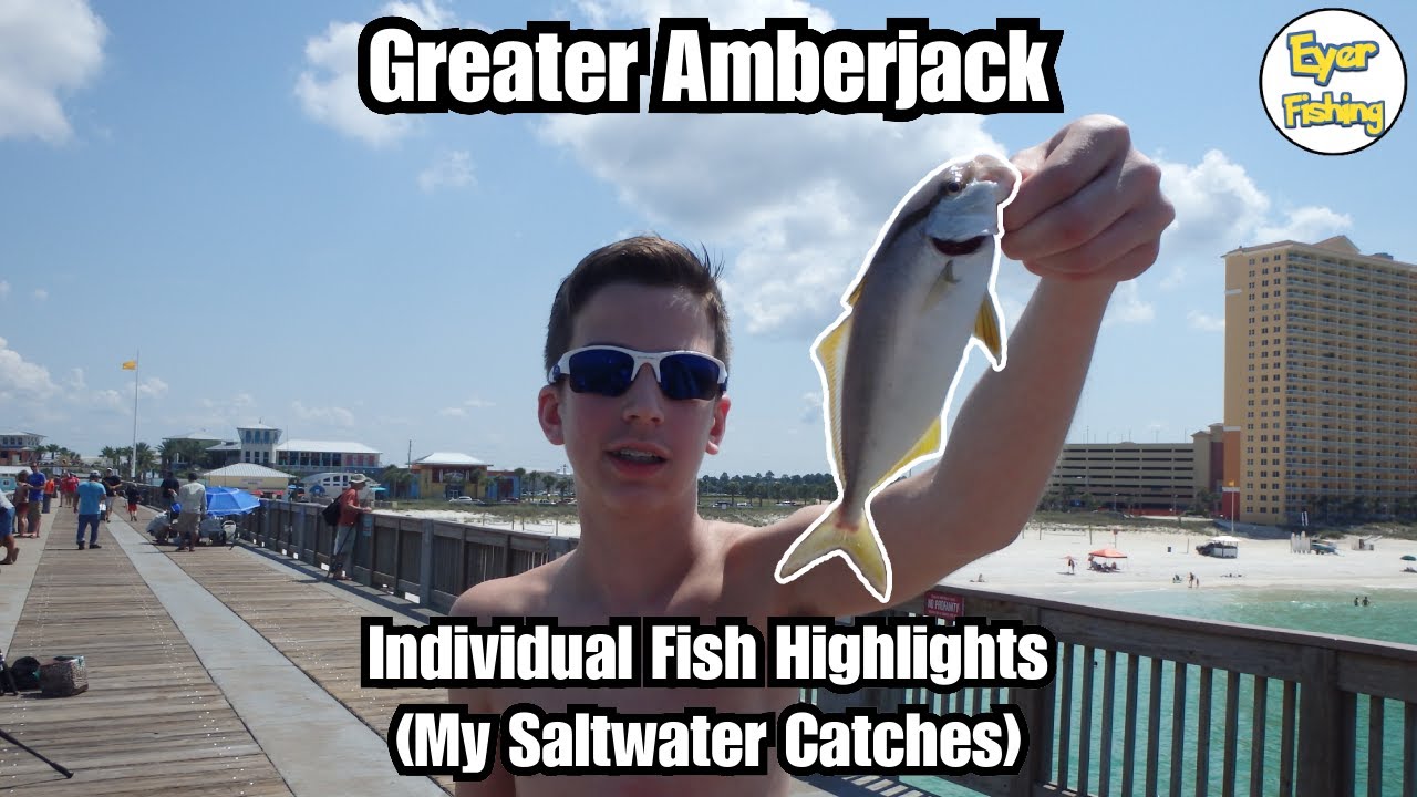 Saltwater Fish I've Caught - Greater Amberjack (Seriola dumerili) - YouTube