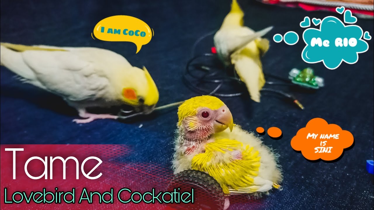 Tame Birds playing Together - YouTube