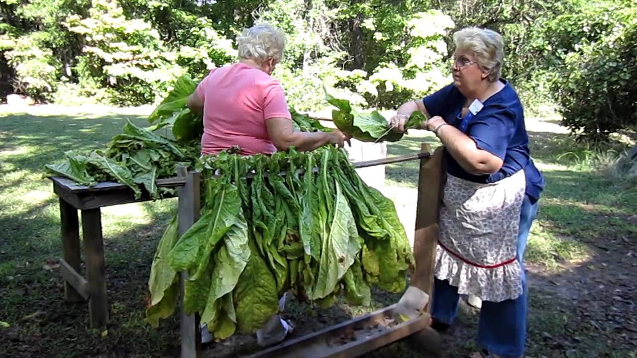 Stringing (Looping) Bright Leaf Tobacco - YouTube
