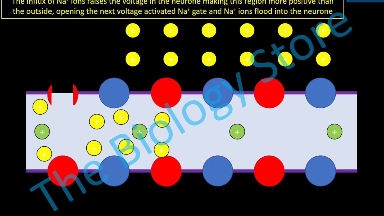 Nerve Impulses, resting potential, action potential and the synapse ...