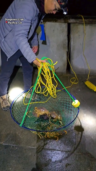 Dungess Crab catch in hoop net trap #dungenesscrab #crab #crabbing #shortsvideo #shorts #fishing ...