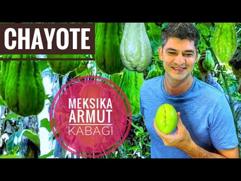 Chayote - Meksika Armut Kabağı