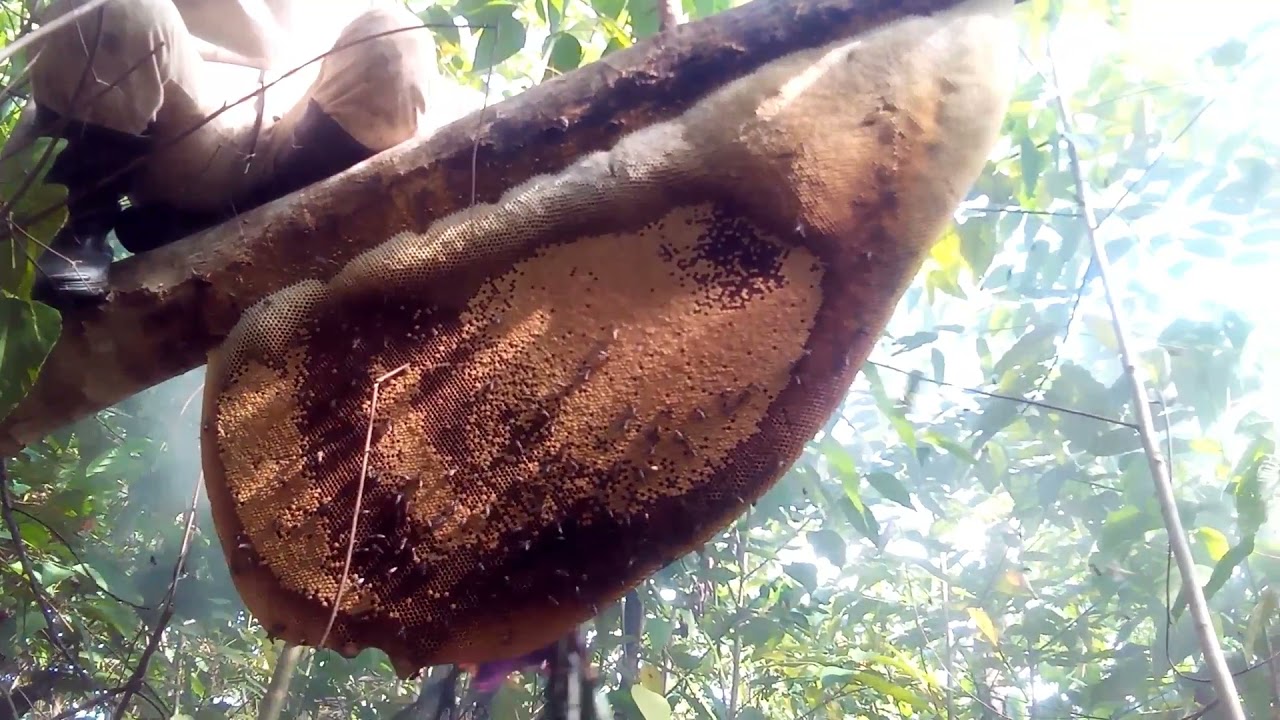 😱😱Ang Laki ng Bahay ng Bubuyog😱😱 (Bee Master's Wild Bee Harvesting ...