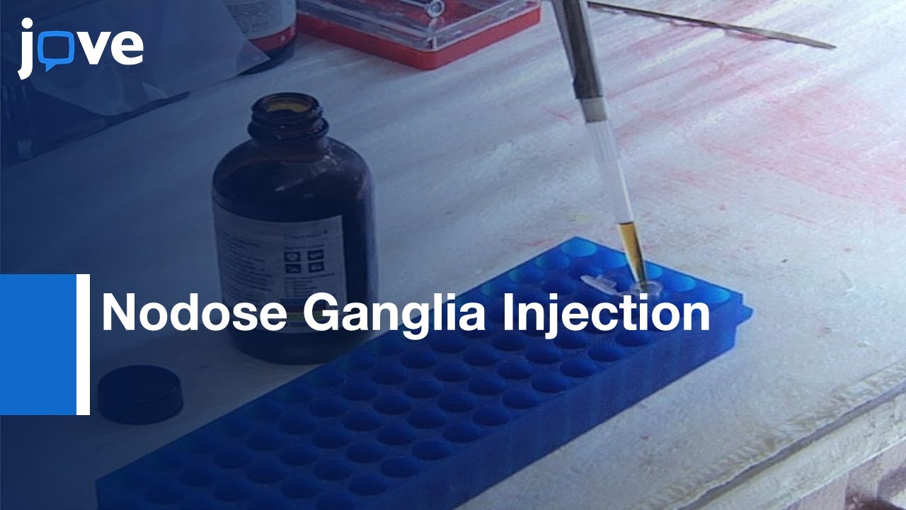 Method: Nodose Ganglia Injection In Sprague-Dawley Rat-Preview - YouTube