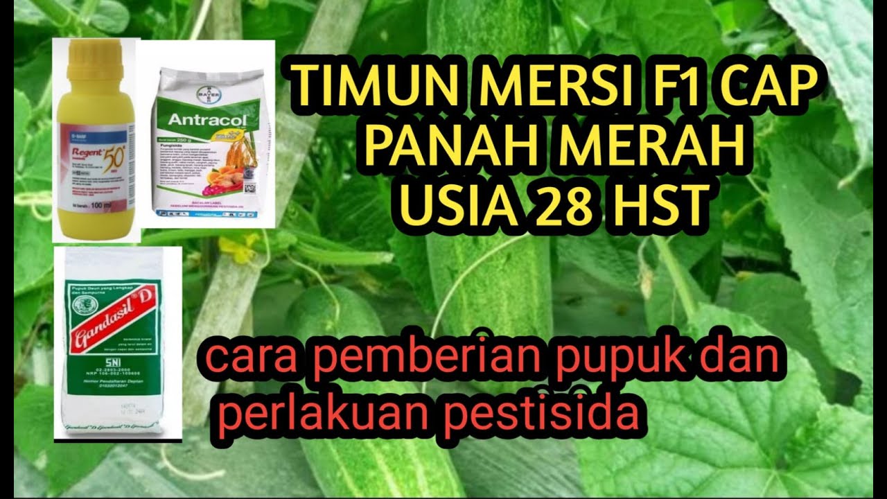 TIMUN MERSI F1, USIA 28 HST, CARA PENGAPLIKASIAN PUPUK DAN PESTISIDA ...