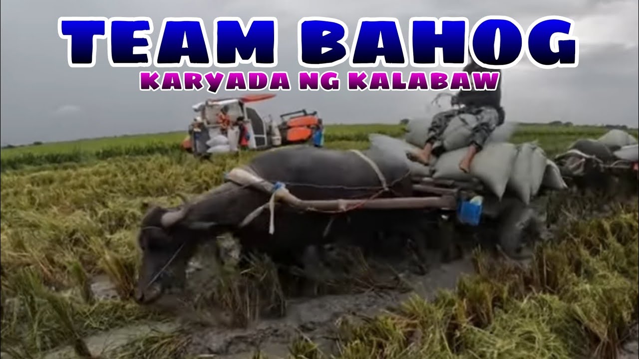 Team Bahog karyada ng kalabaw - YouTube