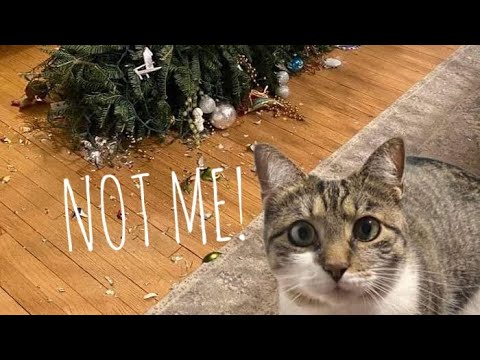 Cats Destroy Christmas Trees 😹🎄 - YouTube
