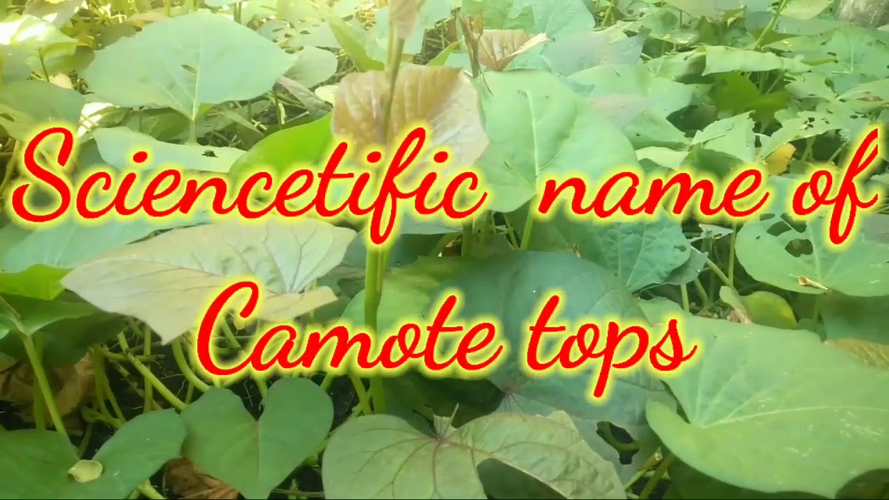 #plant Benefits of Camote Tops - YouTube