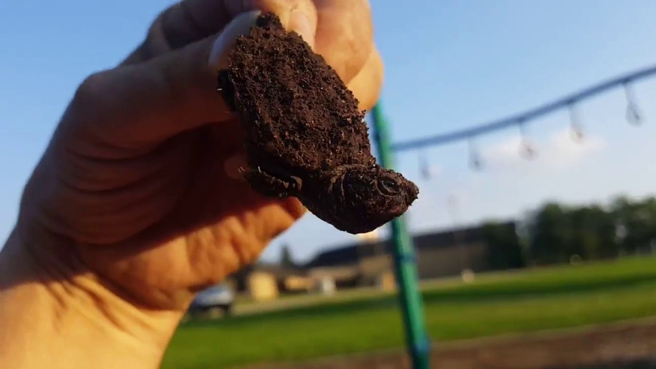 Day #2 My Attempt at JD'S Variety Channel & Flthunders Dig 2 Eat ...