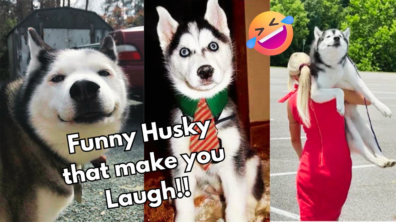Hilarious Husky Moments: Laugh with These Adorable Funny Clips! 🐾😂 # ...