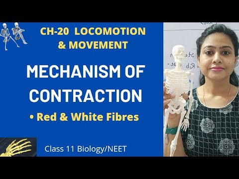 Ch-20 Locomotion & Movement|Mechanism of Muscle Contraction|Red & White ...