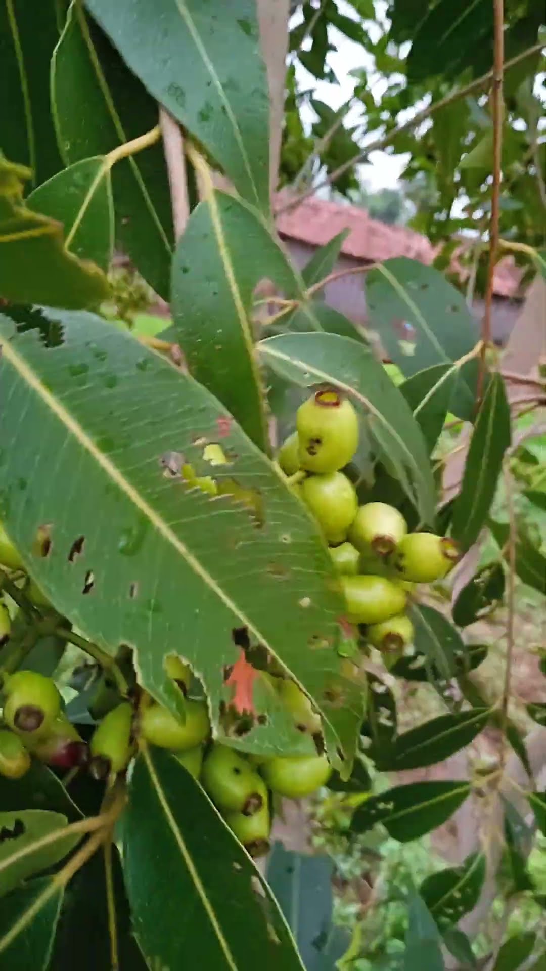jambuda | best fruit 🍑 forever #nature #fruit #farming #shorts - YouTube