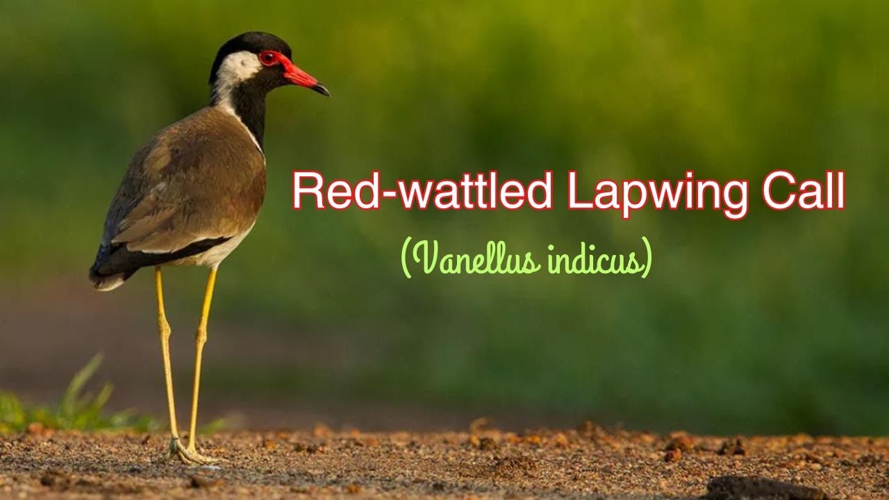 Red-wattled lapwing call | Red-wattled lapwing Sound - YouTube