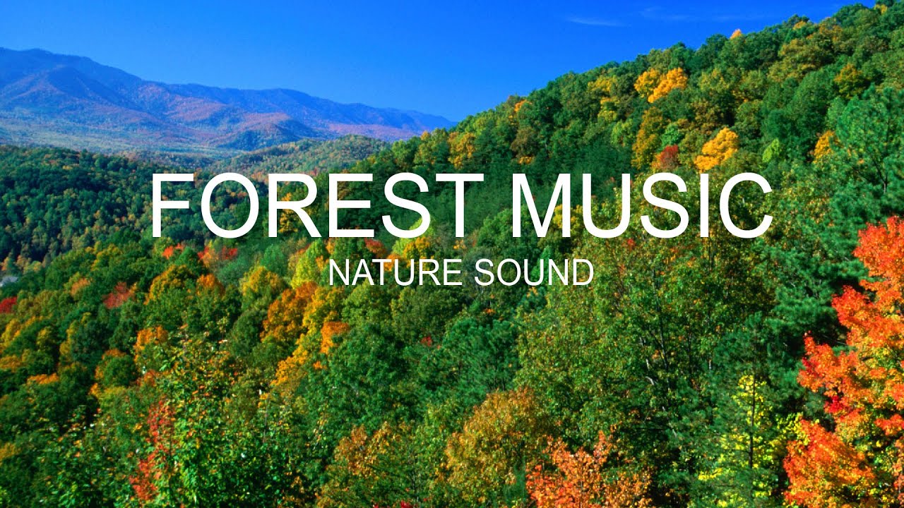 Morning Relaxing Music - Nature Sounds, Forest Music, Meditational With ...