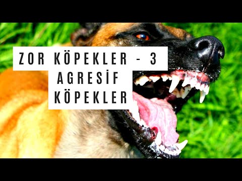AGRESİF KÖPEKLER NASIL EĞİTİLİR? KÖPEĞİM ÇOK SALDIRGAN NASIL EĞİTİRİM? #saldırgan #agresif #köpek