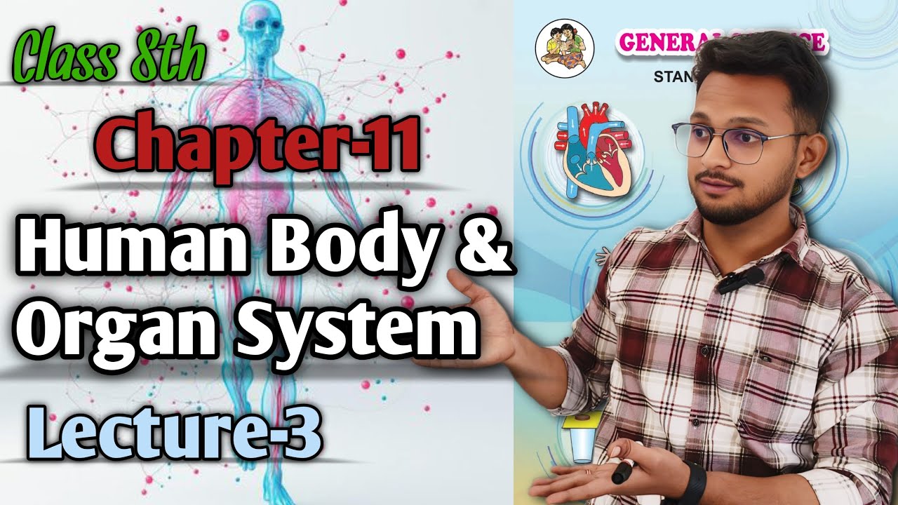Human body & organ system | Chapter 11 |Class 8th | Science | Lecture ...