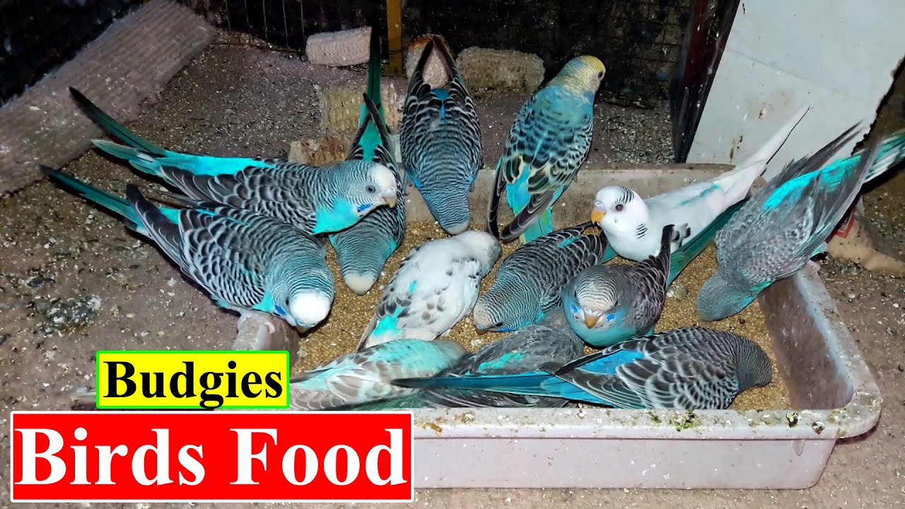 Budgerigar Food | Budgies Food | Foxtail Millet Seeds | Birds and ...
