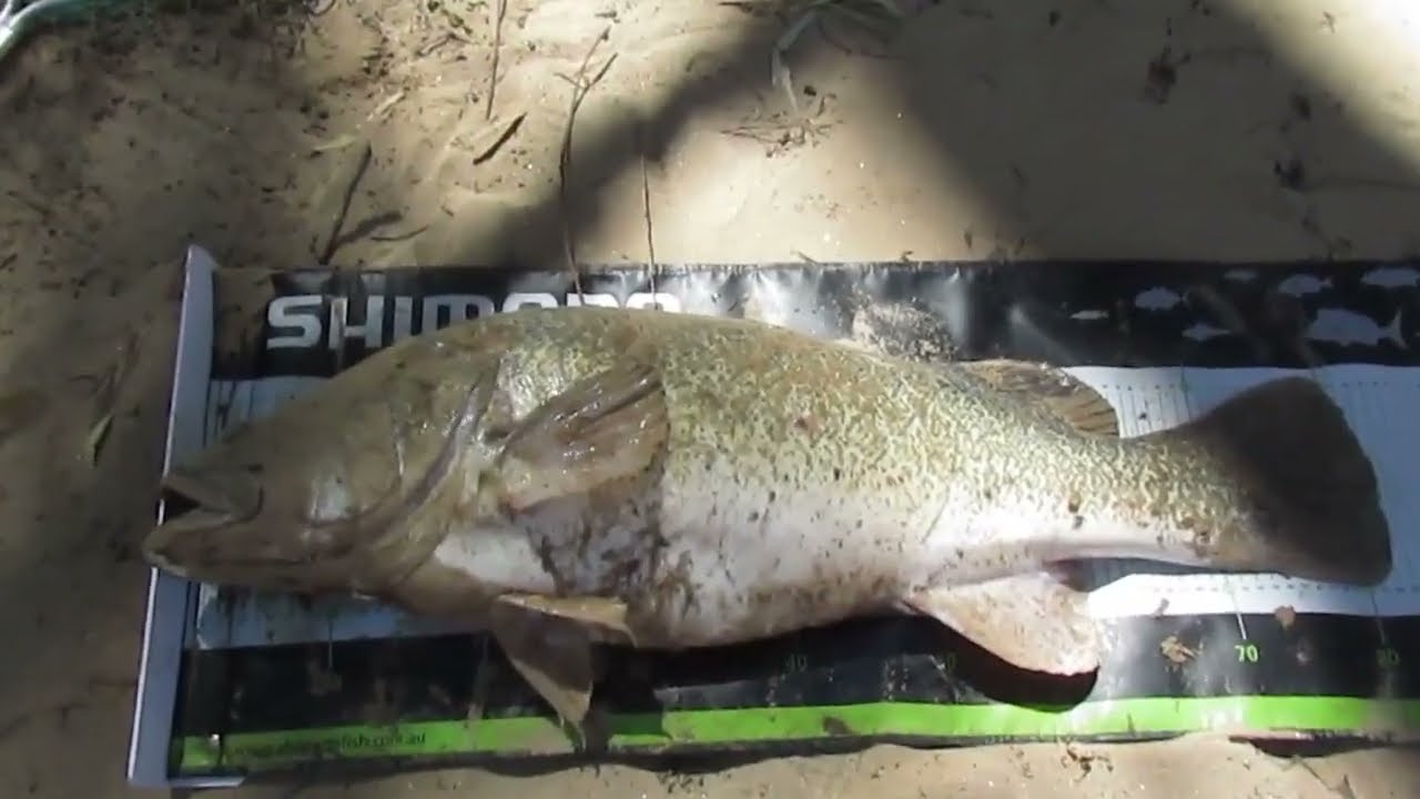 82cm Murray Cod Caught on Cheese - YouTube
