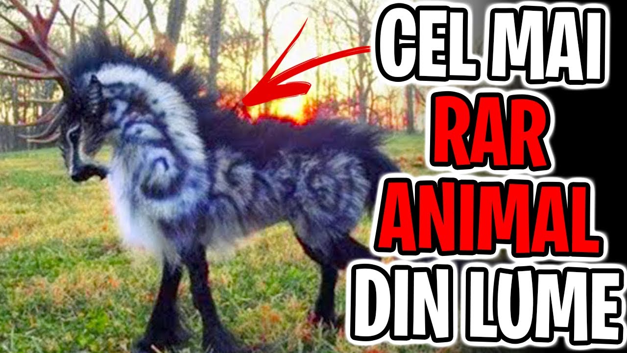 15 Animale RARE Aproape Imposibil De VAZUT - YouTube