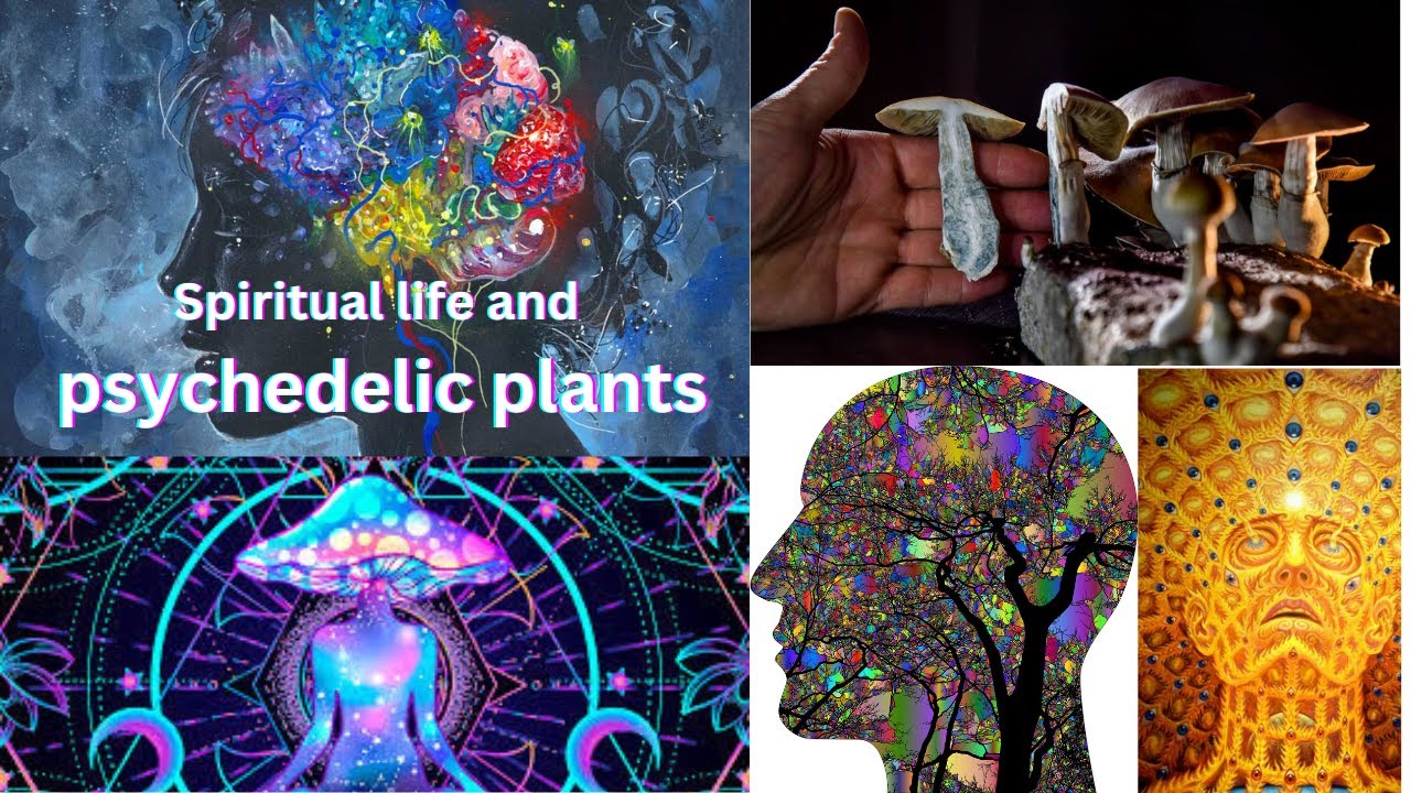መንፈሳዊነት እና psychedelic plants p2 - YouTube