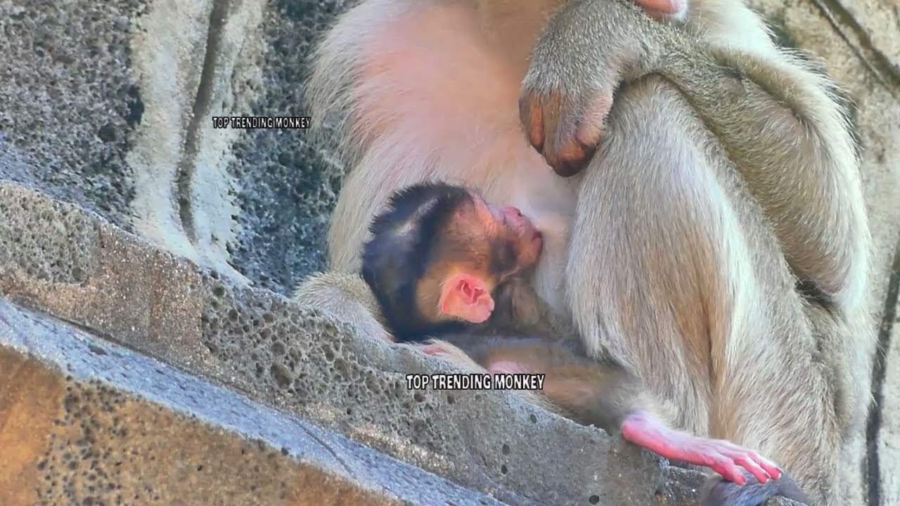 Wonderful gesture! Mummy Monkey Moka holding baby's tail when playing ...