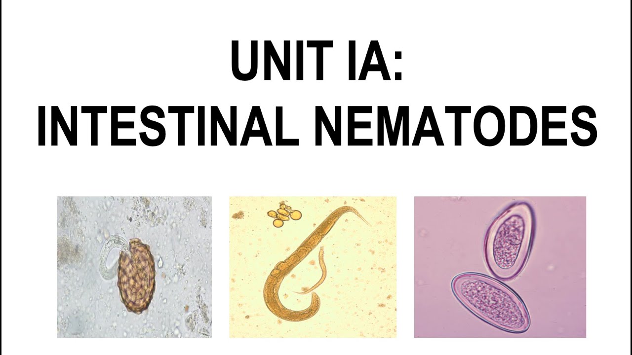 Unit 1: Intestinal Nematodes (In-depth Review) - YouTube