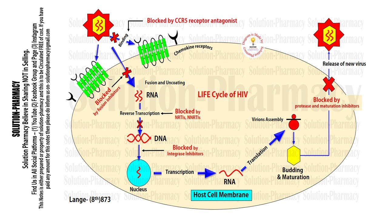 Microbiology 84 =Virus (03)= Replication of Virus | Reproduction Stages ...