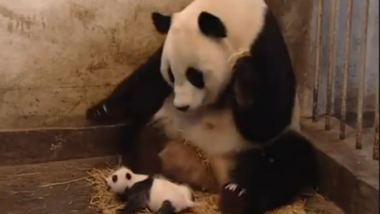Maliit pala yung baby ng panda !!! - YouTube
