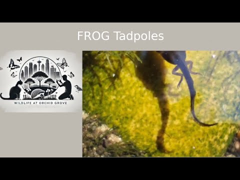 Tadpoles with legs fighting over a meaty snack - YouTube