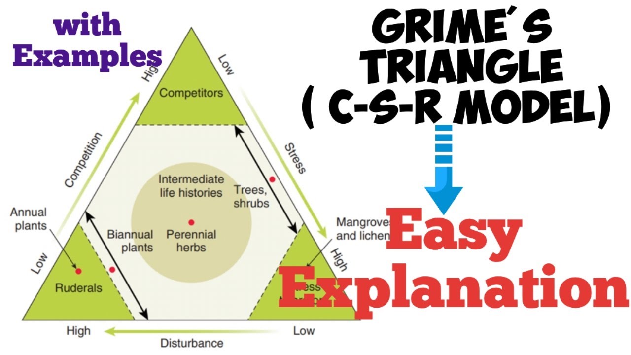 Grime's Triangle (C-S-R model) || Unit- Ecology 🤩 - YouTube