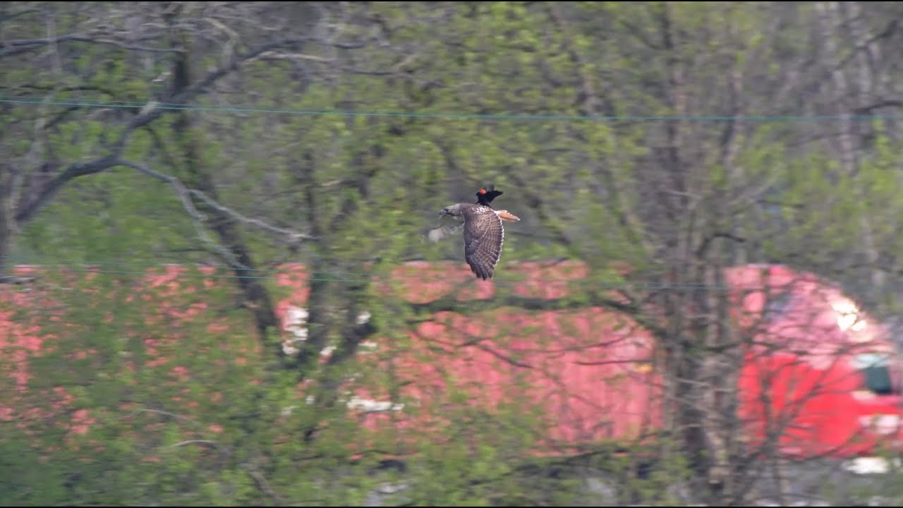 Red-tailed Hawk Chased By Red-winged Blackbird, 5/2/2021 (4K and HD ...