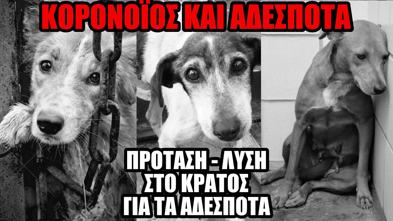 ΠΡΟΤΑΣΗ - ΛΥΣΗ ΣΤΟ ΚΡΑΤΟΣ ΓΙΑ ΤΗΝ ΣΙΤΙΣΗ ΑΔΕΣΠΟΤΩΝ ΣΕ ΠΕΡΙΟΔΟ ΚΟΡΟΝΟΪΟΥ ...