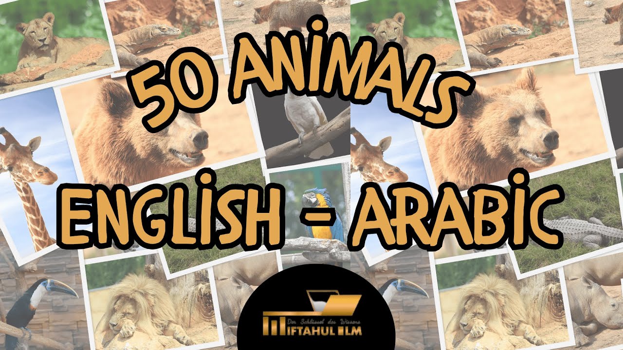 50 Animals in Arabic | Learn Animal Names and Sounds - YouTube