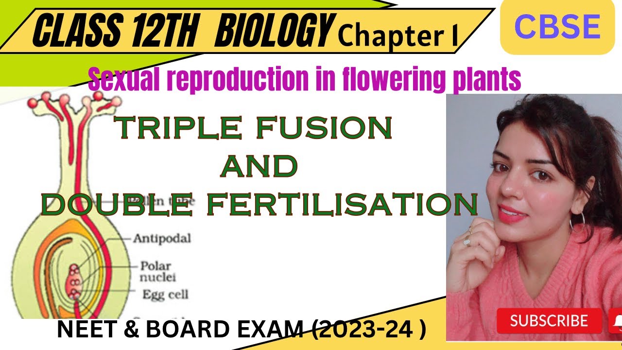 Triple Fusion and Double Fertilization II class 12 chapter 1 II sexual ...