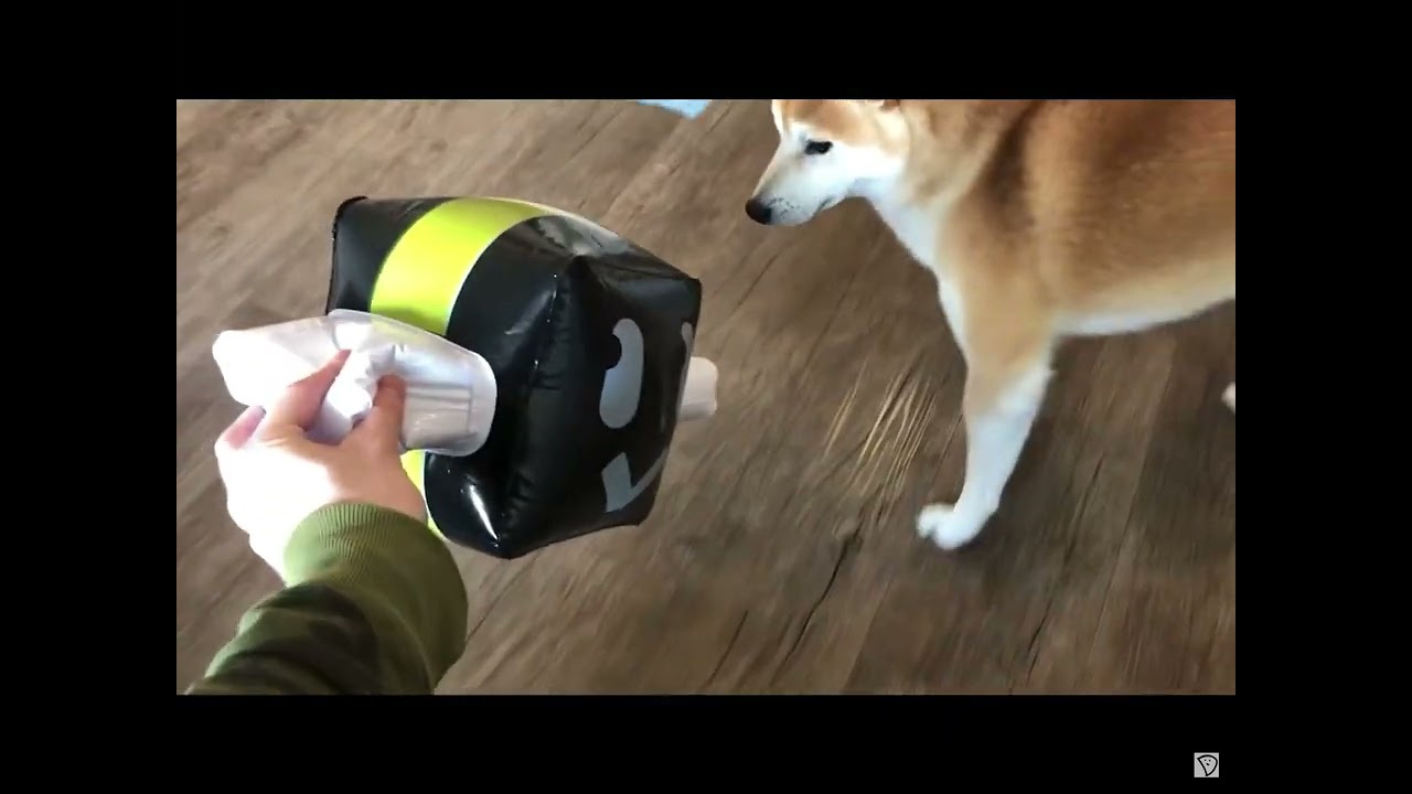 WATCH OUT DOGE, IT MIGHT STING YOU IN THE BALLS @Vitamin Delicious ...