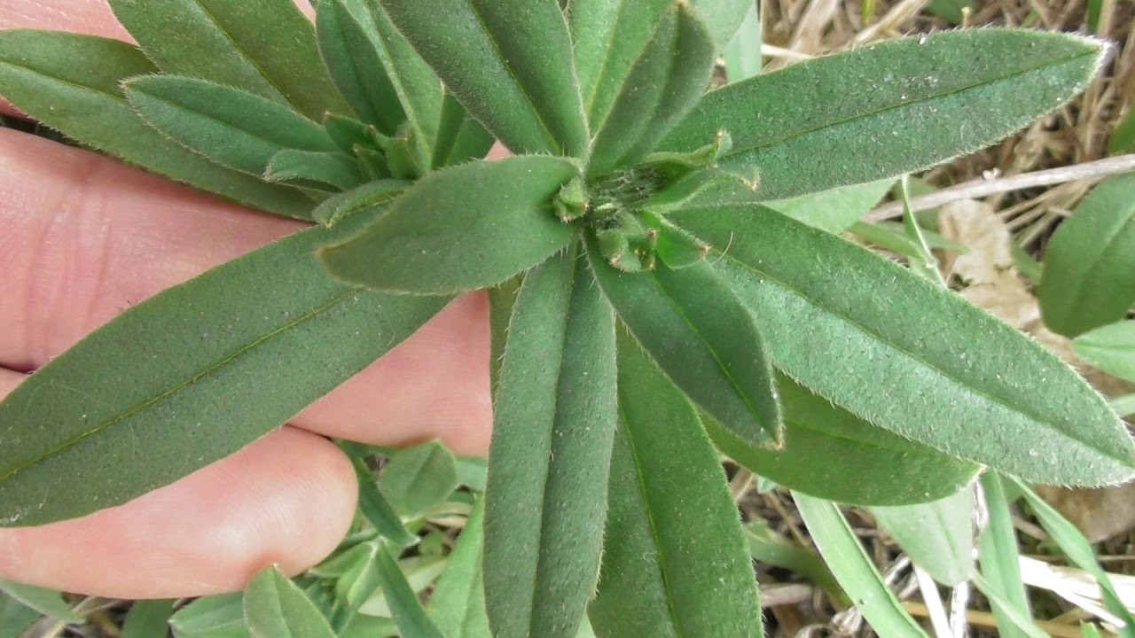 Species of plants, Lithospermum arvense, the field gromwell, corn ...