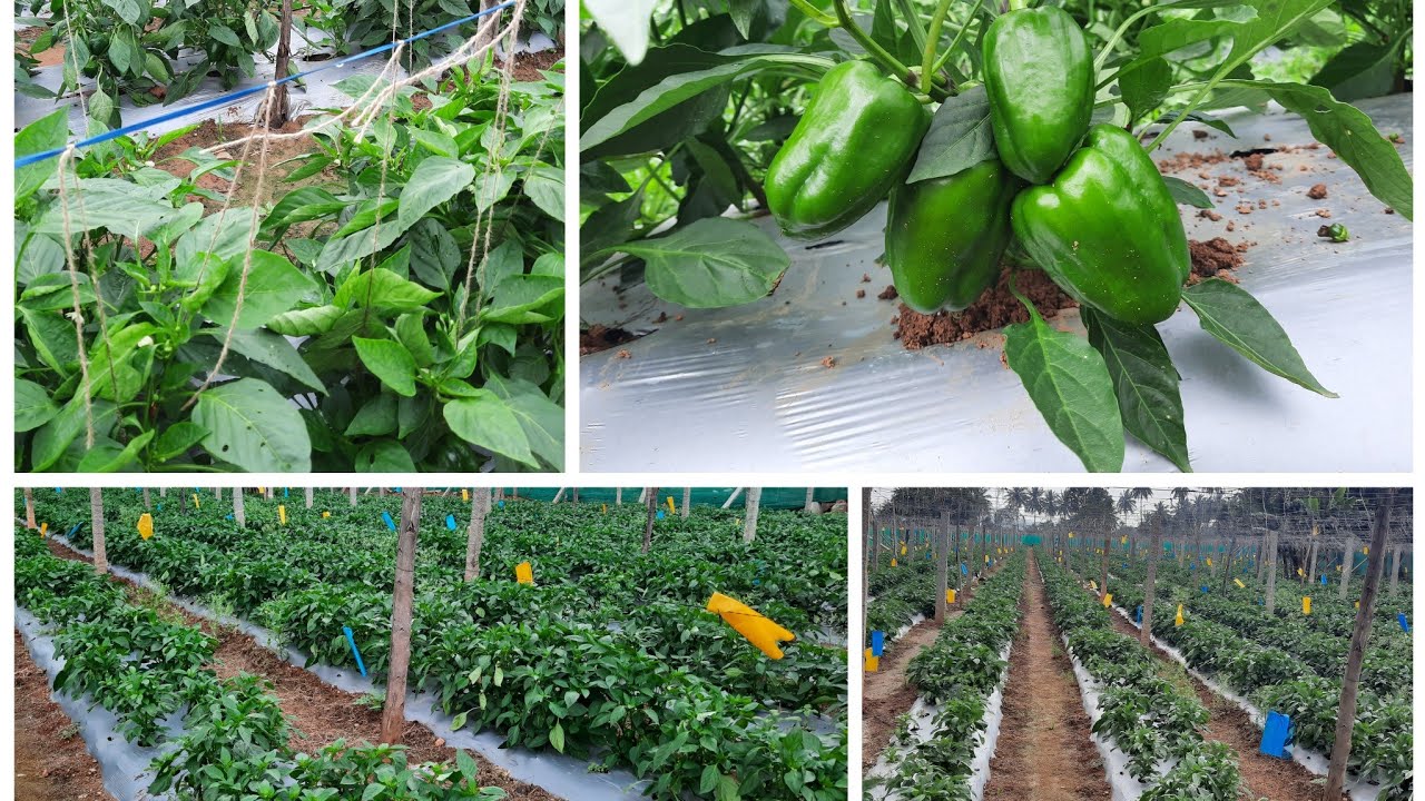 Capcicum cultivation in open field/capcicum cultivation guide and tips ...