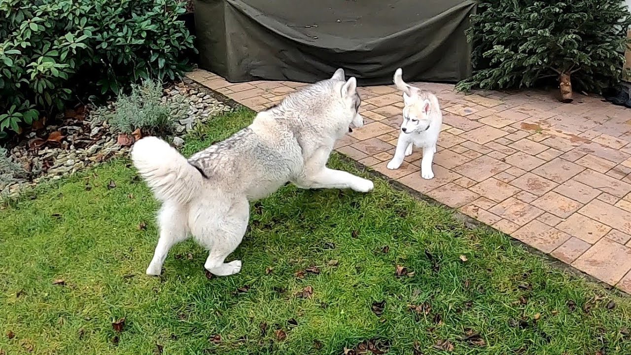 [Husky] Gumpe pierwszy raz na trawie - YouTube