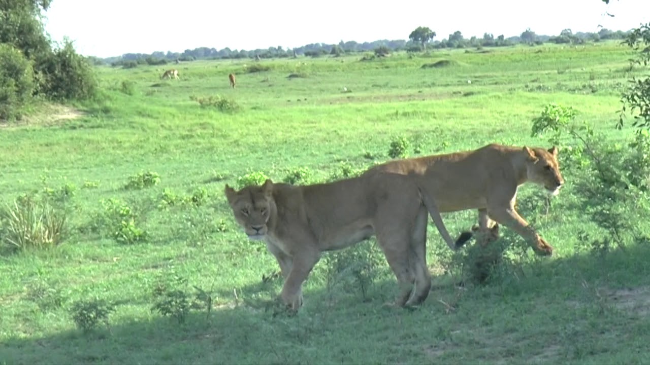 Duba Plains Lions Tsaro Male Cub Playing - YouTube
