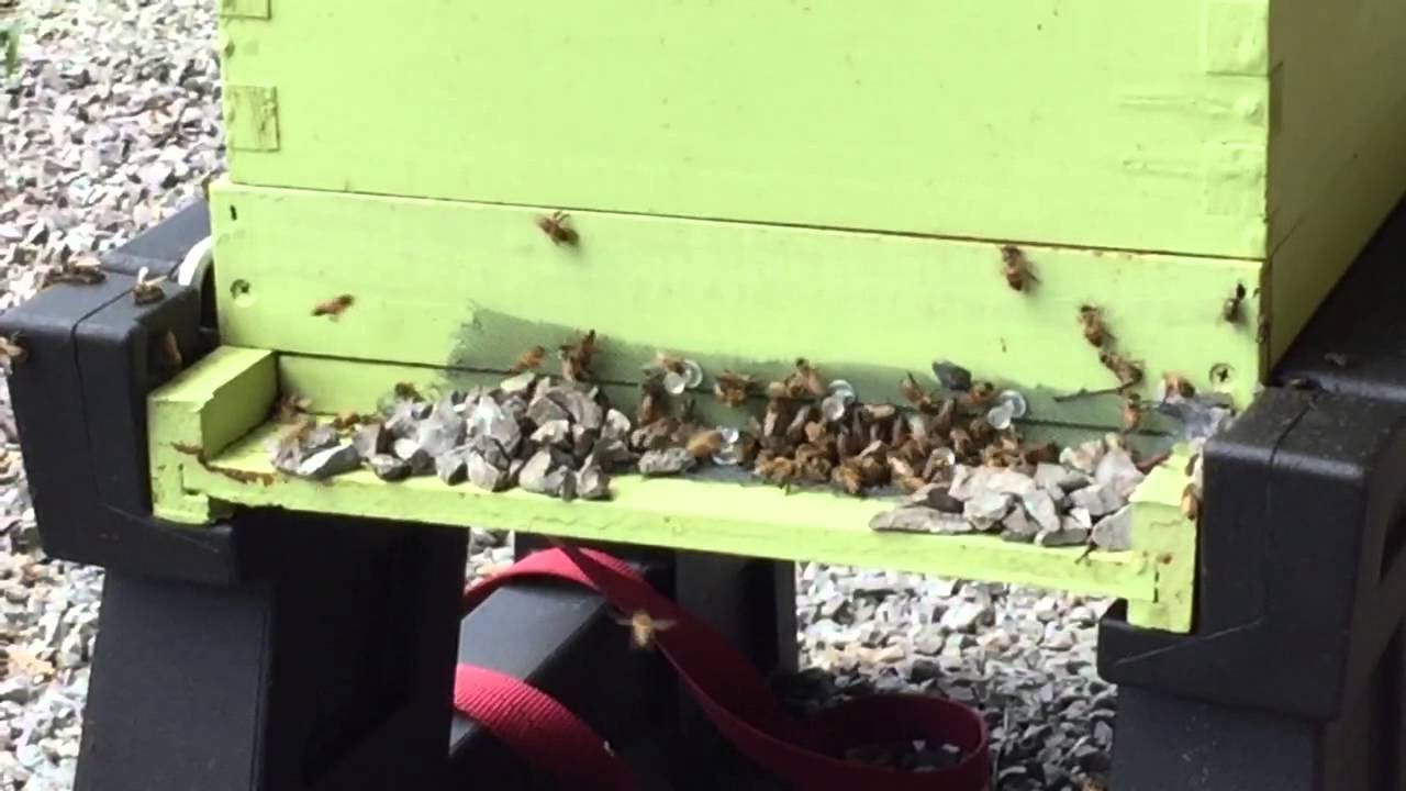 Robbing bees (video 2 of 2 - after) - YouTube