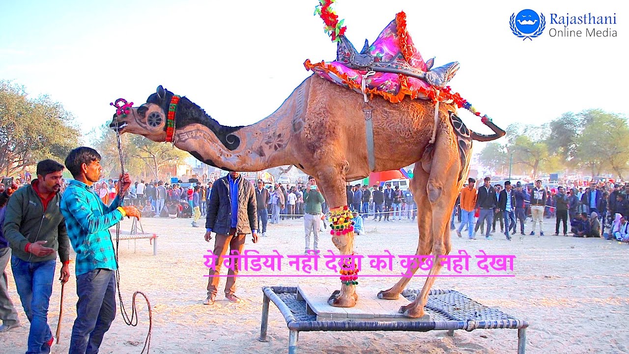 New Marwadi Dj Song | New Rajasthani Camel Dance | मारवाड़ी डांस वीडियो ...