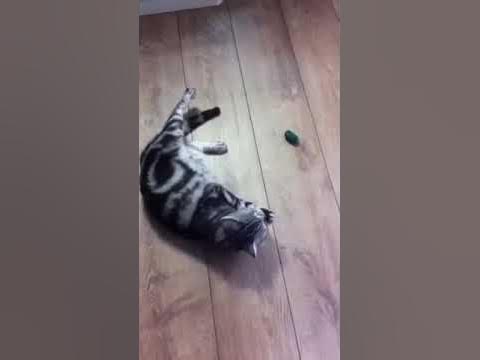 Catnip Junkies - YouTube