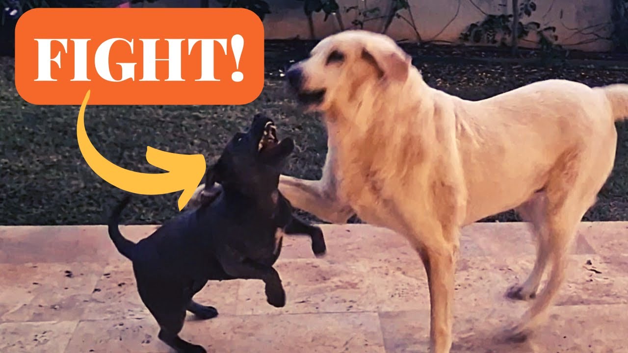 Tiny Staffy VS GIANT Mastiff [FULL FIGHT!] - YouTube